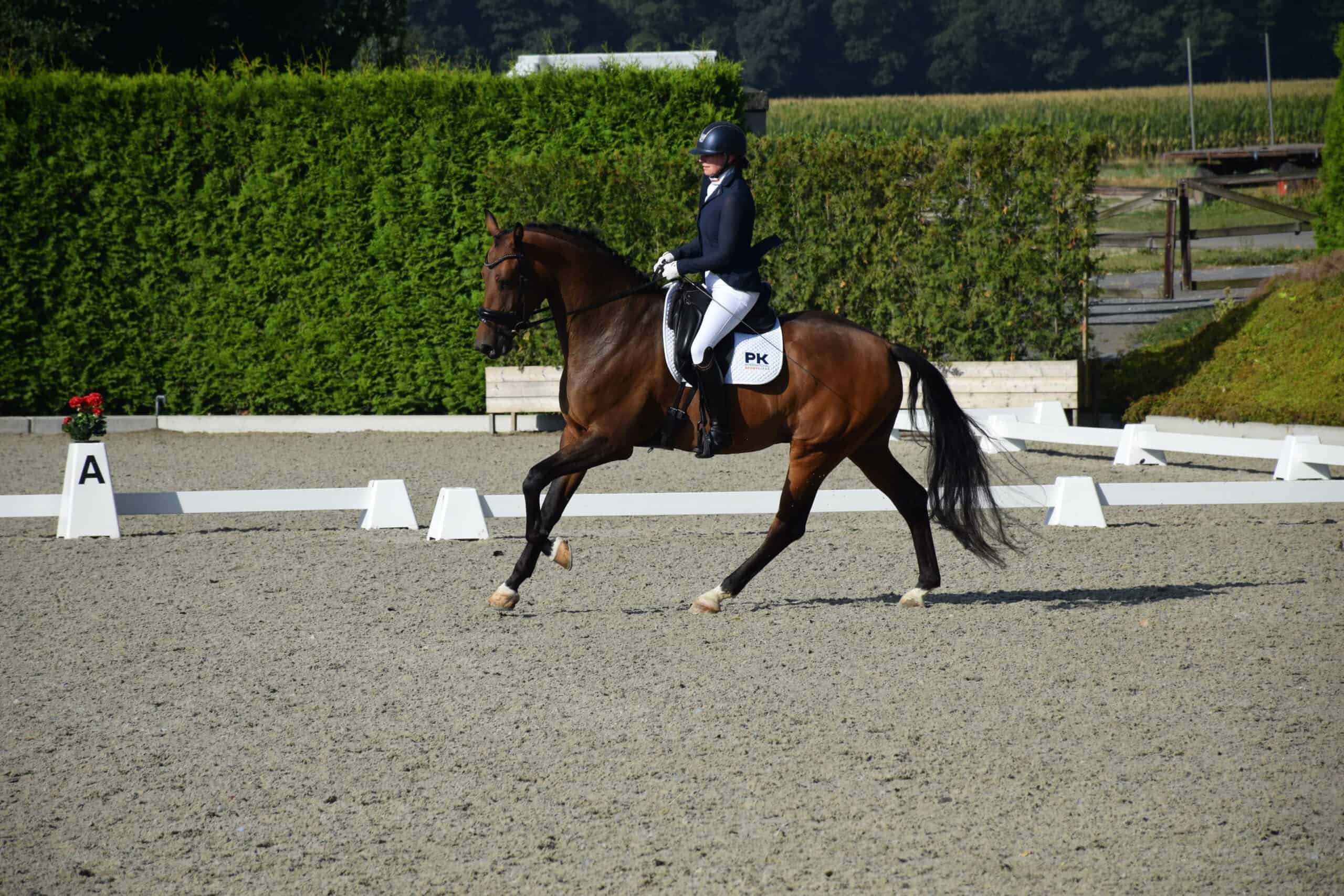 Ruitergevoel - Tips en trainingen voor ruiter en paard