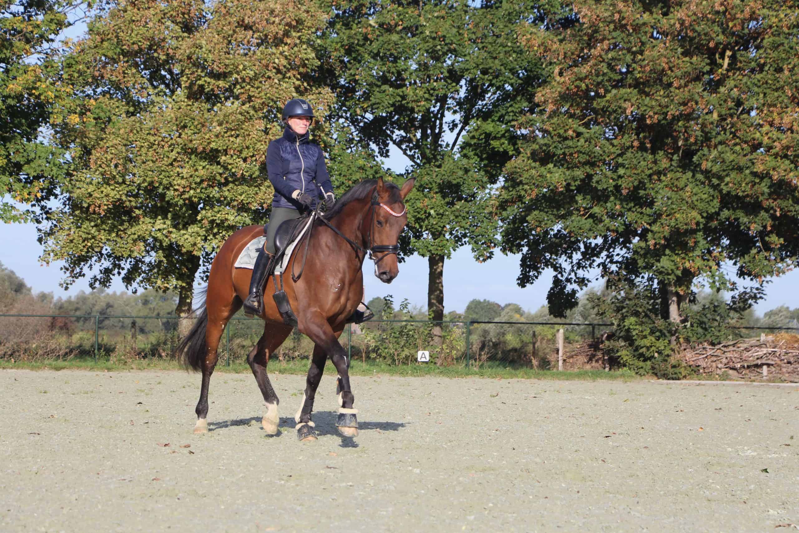 Ruitergevoel - Tips en trainingen voor ruiter en paard